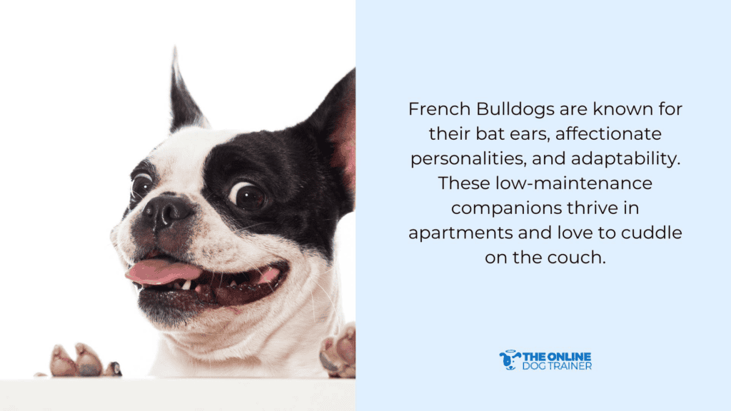 What are the best dog breeds to own? - Doggy Dan Blog