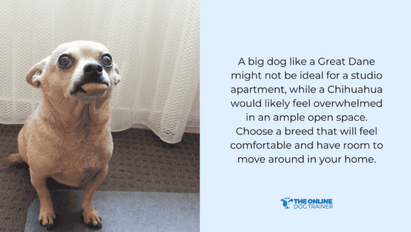 What are the best dog breeds to own? - Doggy Dan Blog