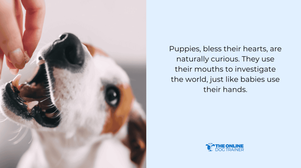 How to Stop Puppy From Biting: Most Effective Tips From Doggy Dan - The ...