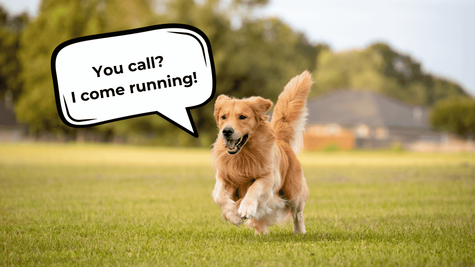 How to Make a Dog Come to You: 7 Secrets to Dog Recall Training