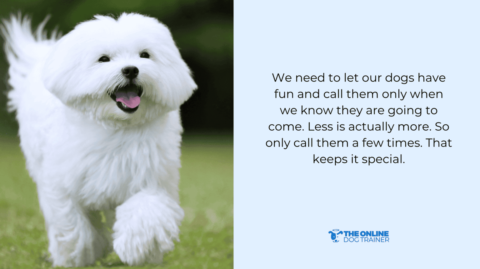 How to Make a Dog Come to You: 7 Secrets to Dog Recall Training