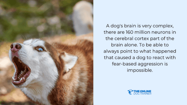 How to Train A Dog Who Is Aggressive: Understanding Dominant and ...