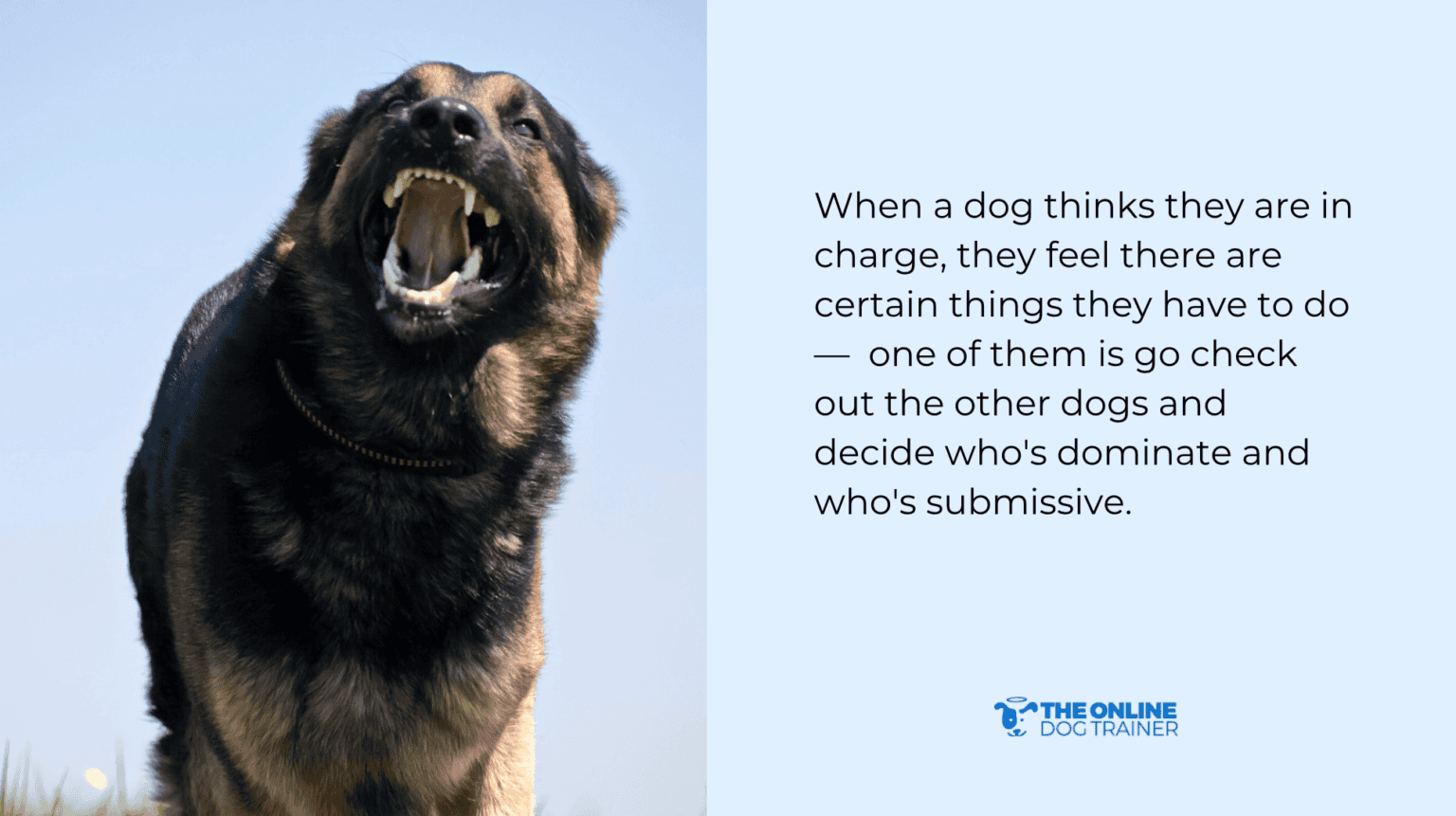 Training Aggressive Dogs: Understanding Dominant and Fearful Aggression ...