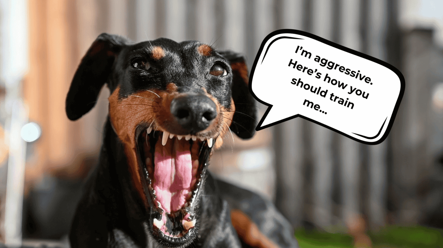 How to Train A Dog Who Is Aggressive: Understanding Dominant and ...