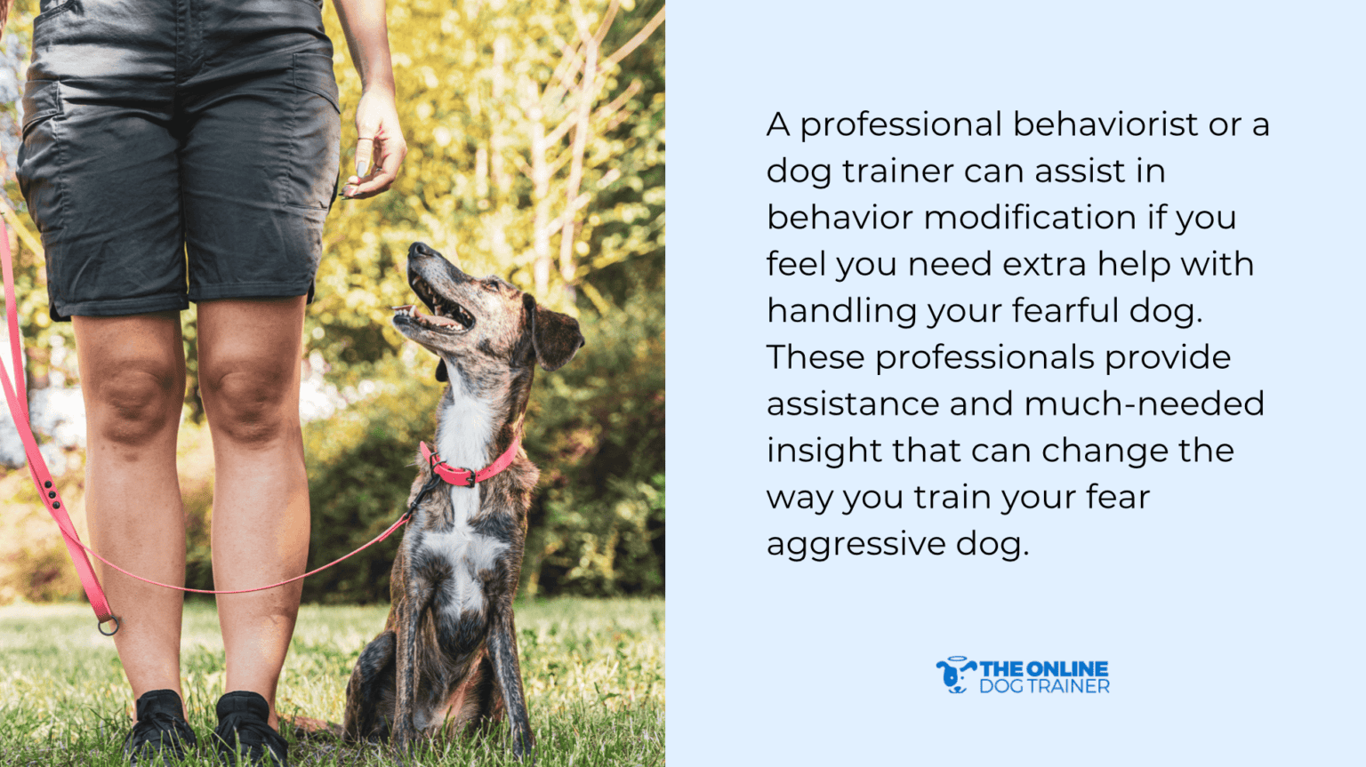 Fear Aggression in Dogs: The Right Training Can Change Dogs - The ...
