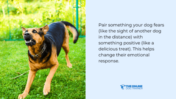 How to Train A Dog Who Is Aggressive: Understanding Dominant and ...