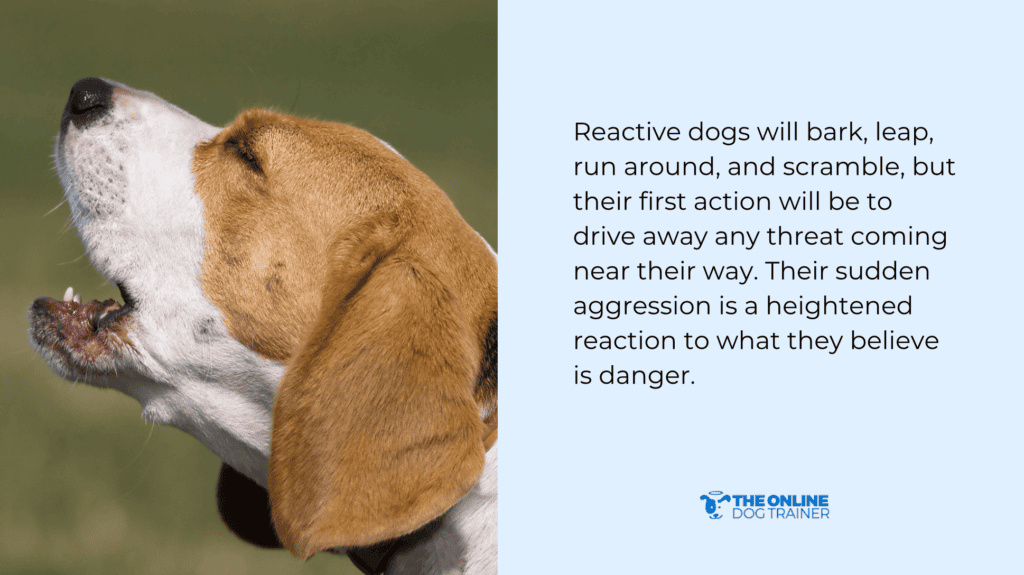 Fear Aggression in Dogs: The Right Training Can Change Dogs - The ...