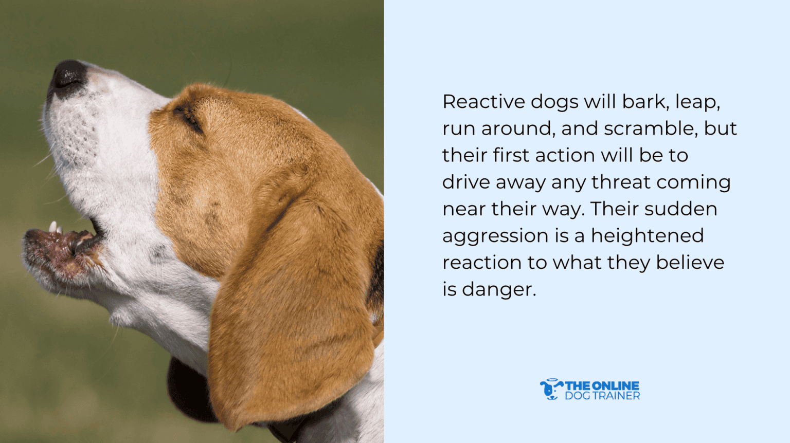 Fear Aggression in Dogs: The Right Training Can Change Dogs - The ...