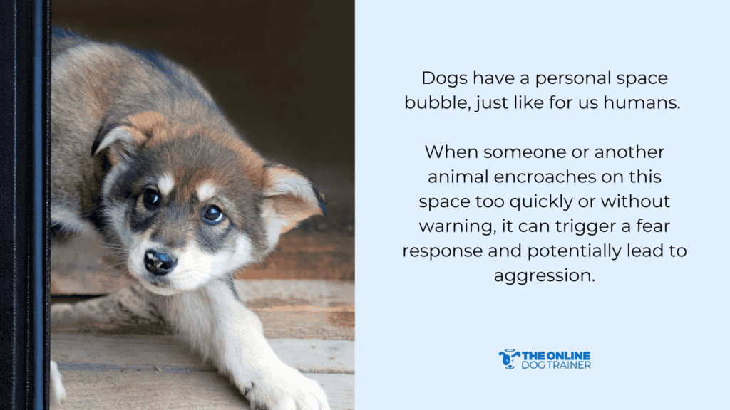 Fear Aggression in Dogs: The Right Training Can Change Dogs - The ...