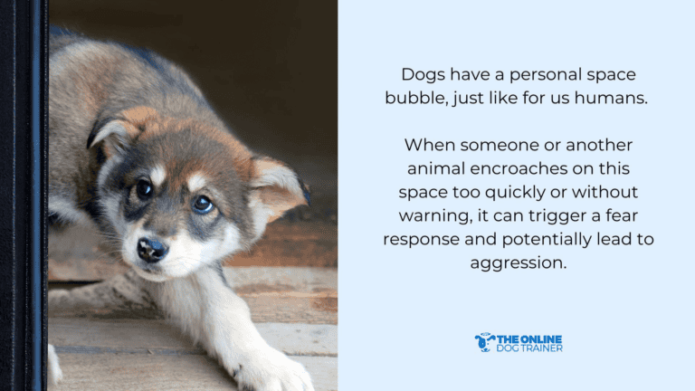 Fear Aggression in Dogs: The Right Training Can Change Dogs - The ...