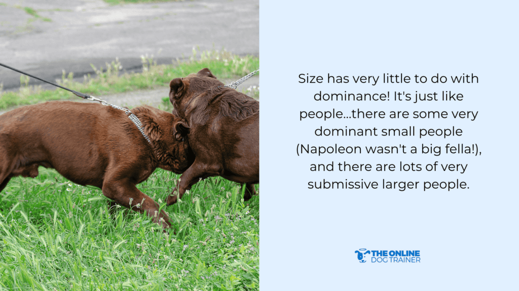 How to Train A Dog Who Is Aggressive: Understanding Dominant and ...