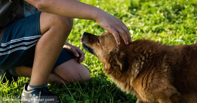 Fear Aggression Training: The Amazing Ability for Dogs to Change - The ...