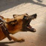 Training Aggressive Dogs: Understanding Dominant and Fearful Aggression ...