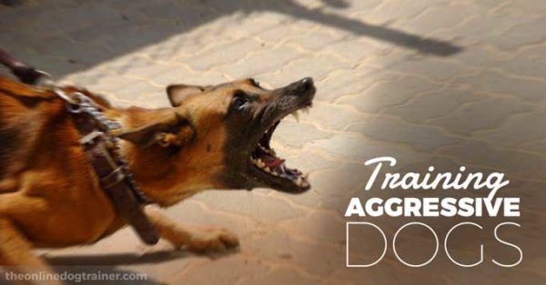 Training Aggressive Dogs: Understanding Dominant and Fearful Aggression ...