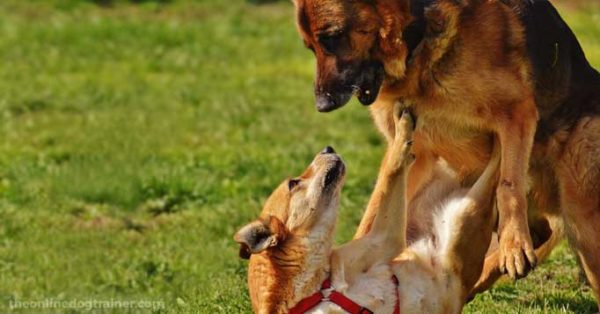 Training Aggressive Dogs: Understanding Dominant and Fearful Aggression ...