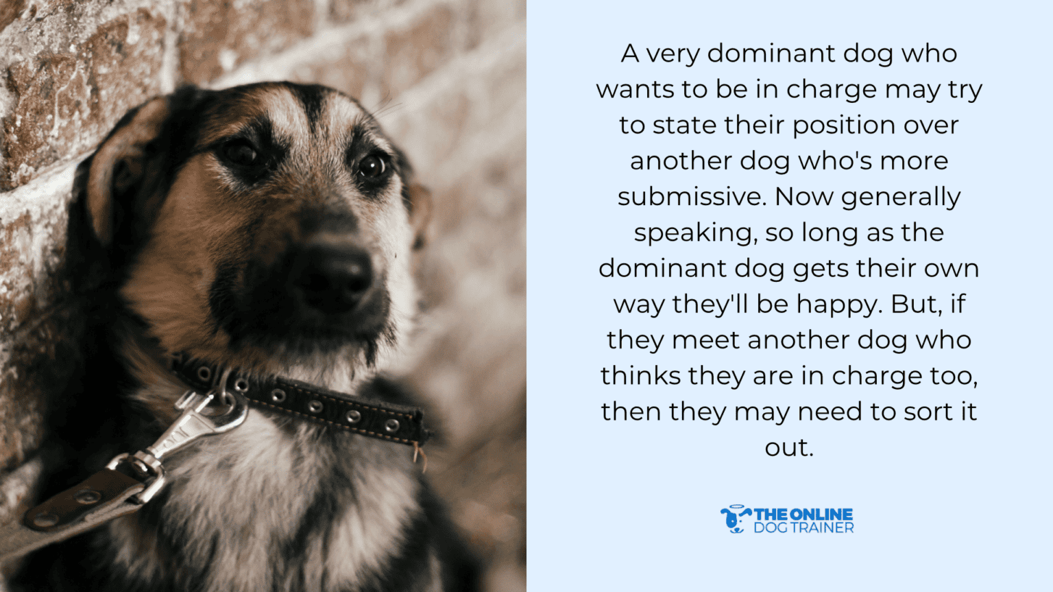 How to Train A Dog Who Is Aggressive: Understanding Dominant and ...