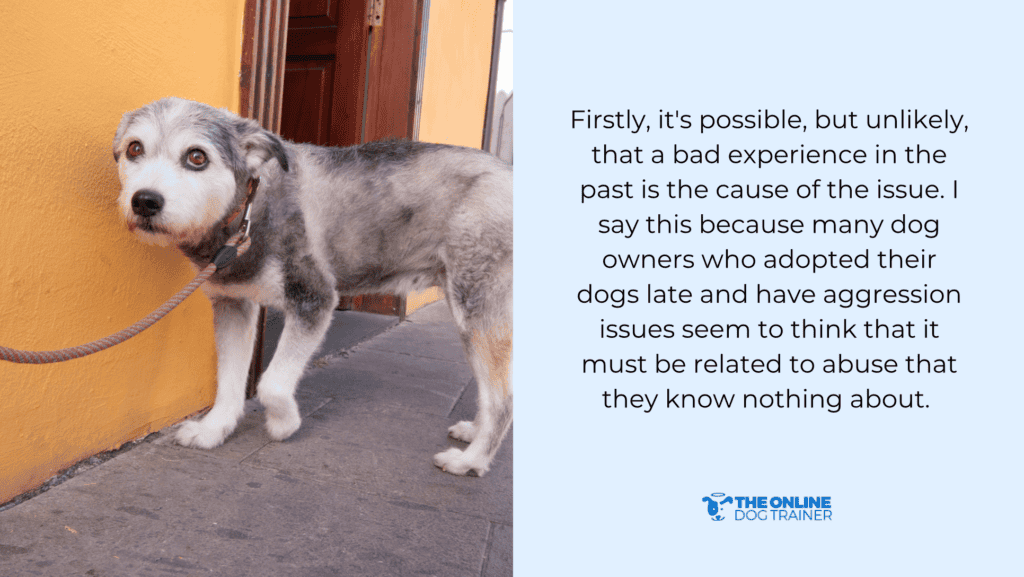 How to Train A Dog Who Is Aggressive: Understanding Dominant and ...