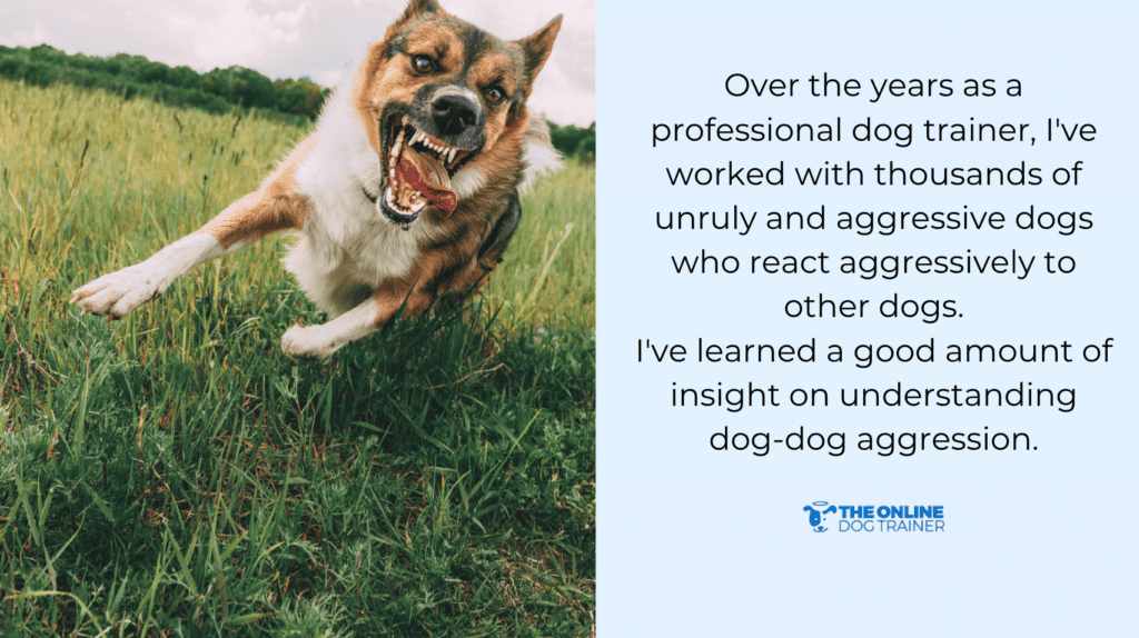 How to Train A Dog Who Is Aggressive: Understanding Dominant and ...