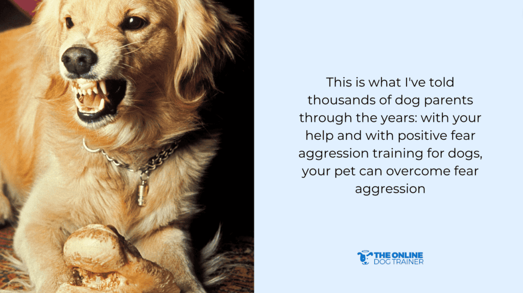 Fear Aggression in Dogs: The Right Training Can Change Dogs - The ...
