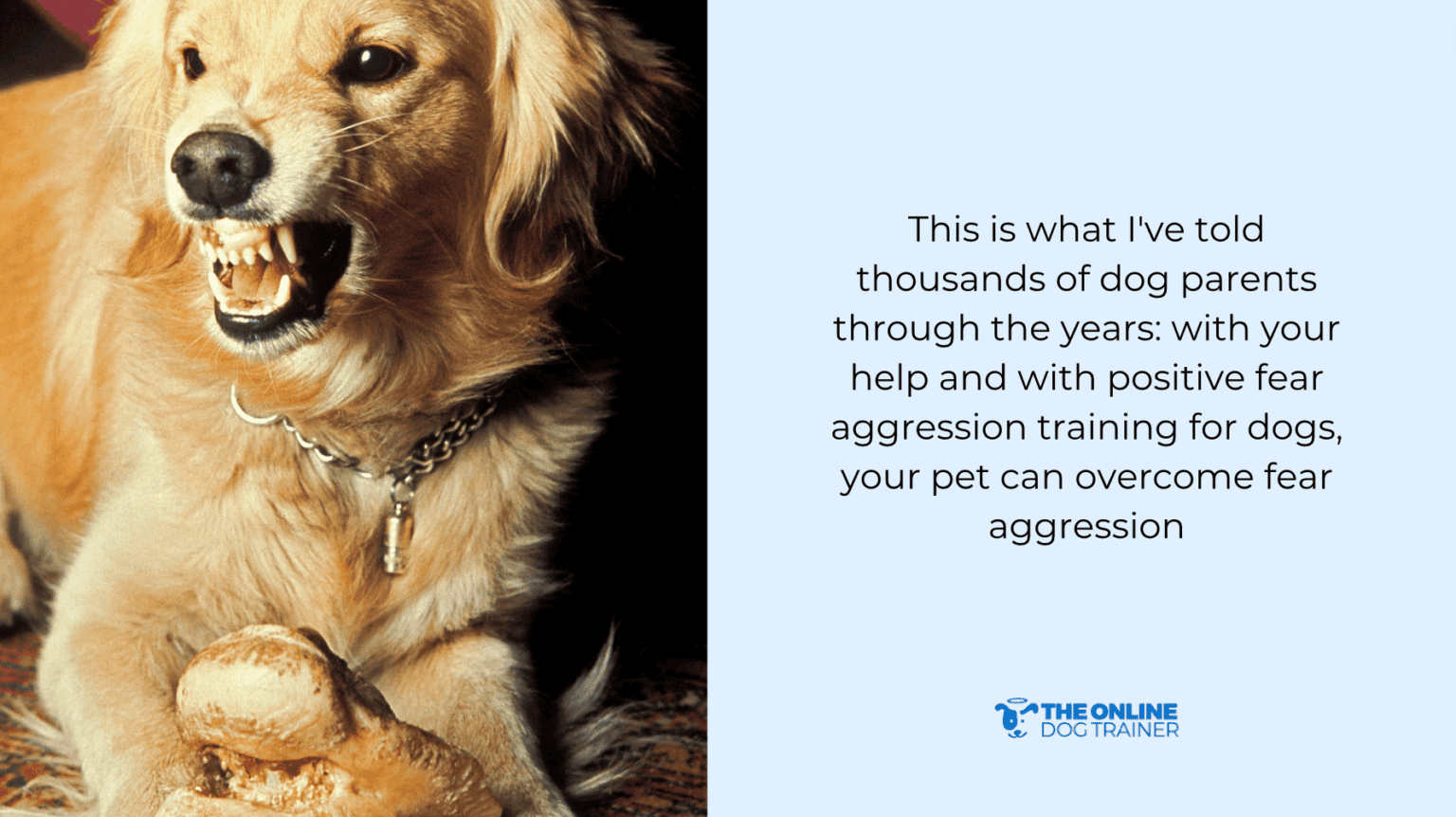 Fear Aggression in Dogs: The Right Training Can Change Dogs - The ...