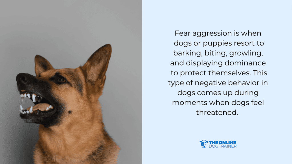 Fear Aggression in Dogs: The Right Training Can Change Dogs - The ...