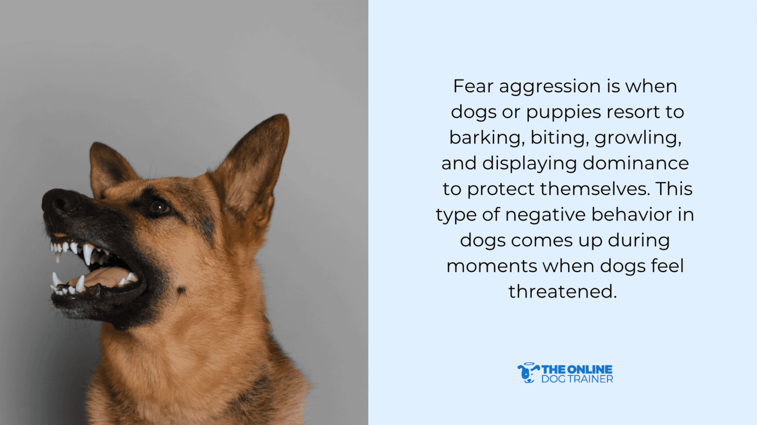 Fear Aggression in Dogs: The Right Training Can Change Dogs - The ...