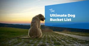 The Ultimate Dog Bucket List - The BEST Things to Do With Your Best ...