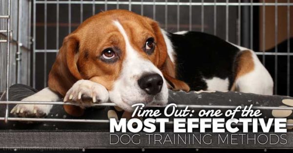 Time Out: One of The Most Effective Dog Training Methods - The Online ...