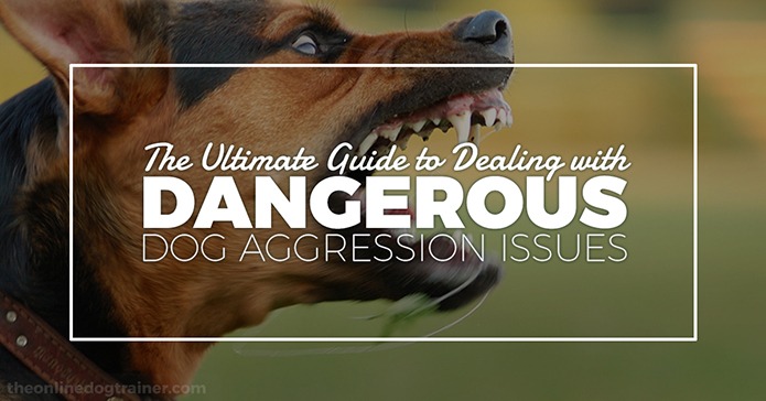The Ultimate Guide to Dealing with Dangerous Dog Aggression Issues ...