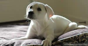 Puppy Training Tips: How to Set Your New Puppy Up for Success