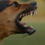 The Ultimate Guide to Dealing with Dangerous Dog Aggression Issues ...