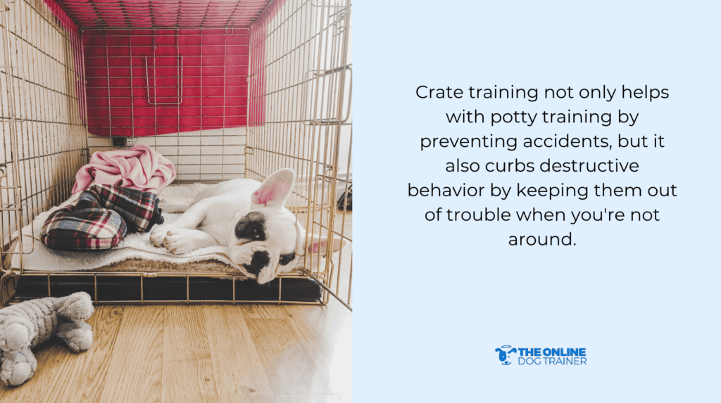 Puppy Training Tips: How to Set Your New Puppy Up for Success