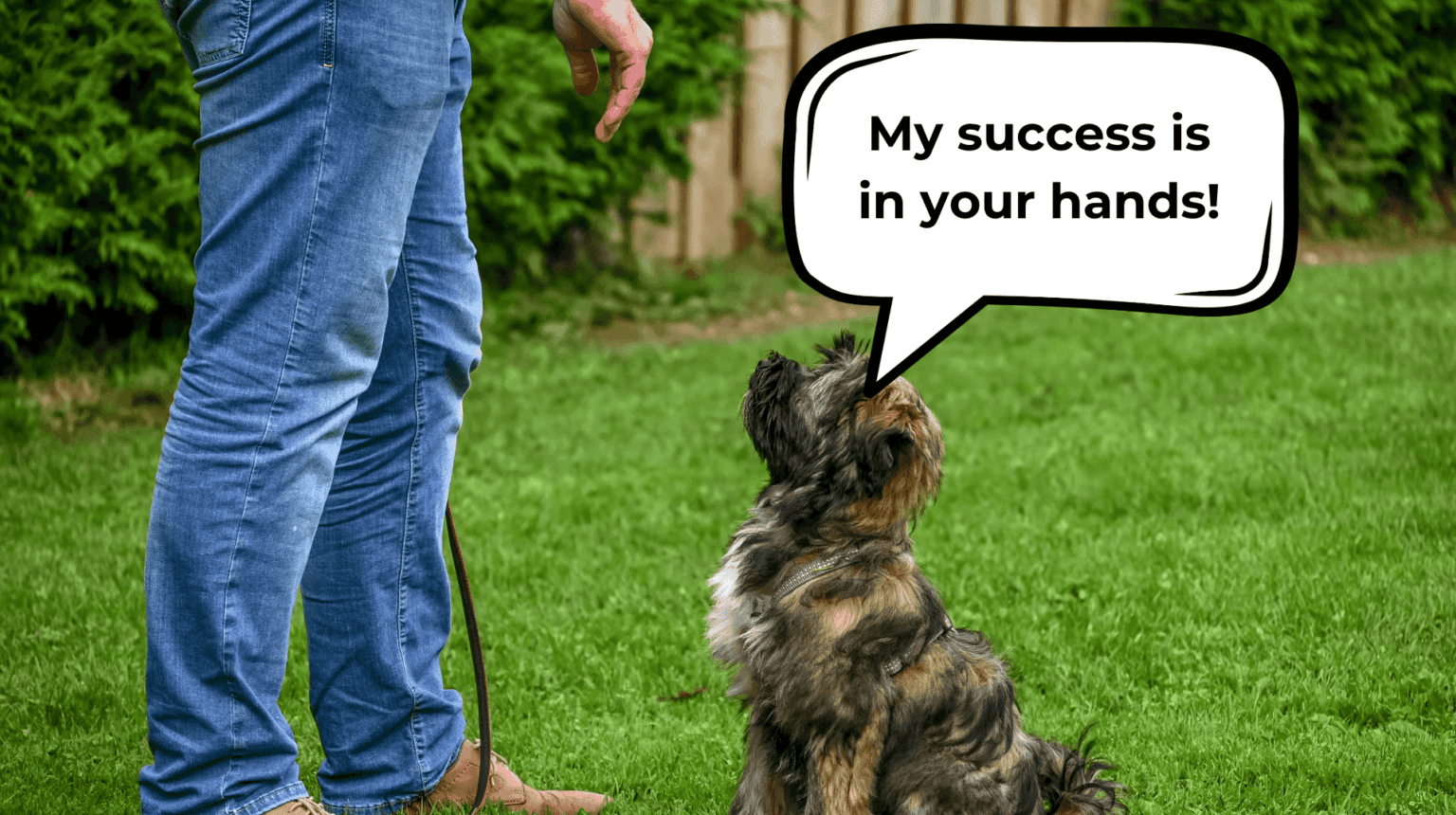 Puppy Training Tips: How to Set Your New Puppy Up for Success