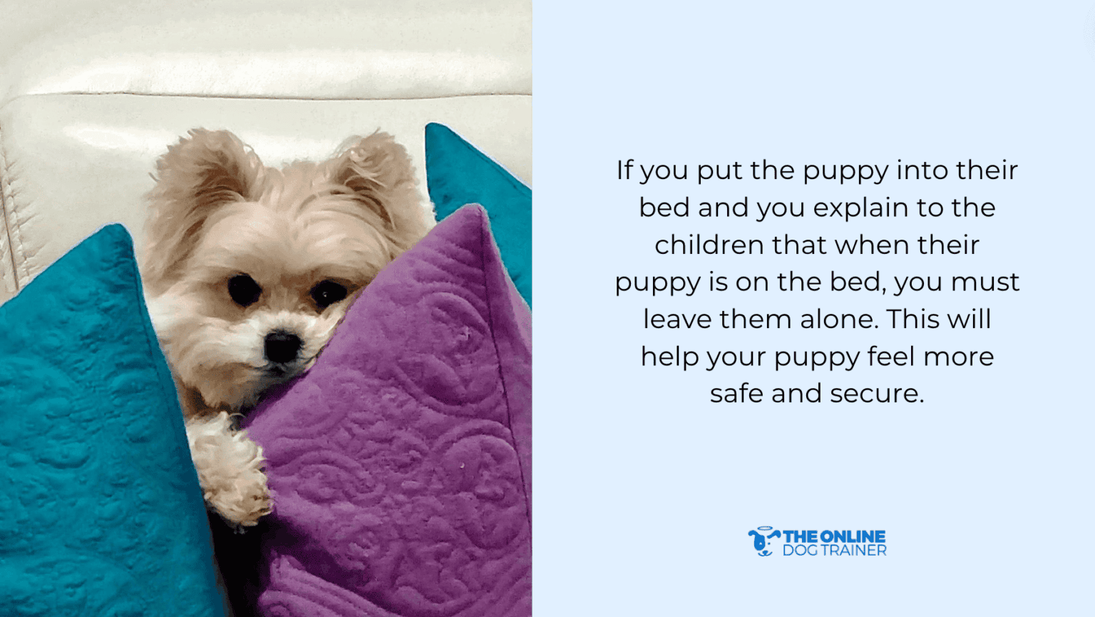 Puppy Training Tips: How to Set Your New Puppy Up for Success