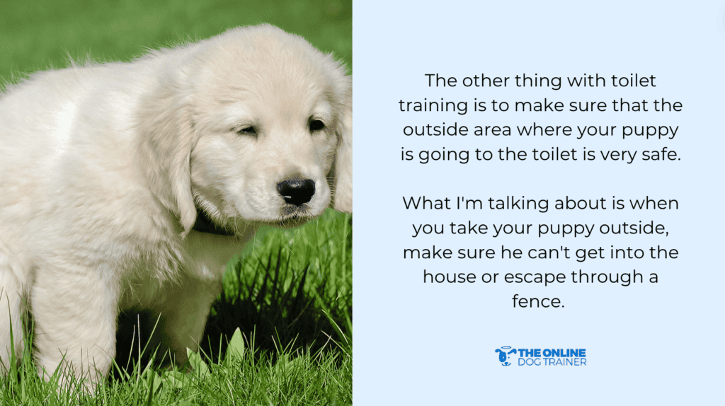 Puppy Training Tips: How to Set Your New Puppy Up for Success