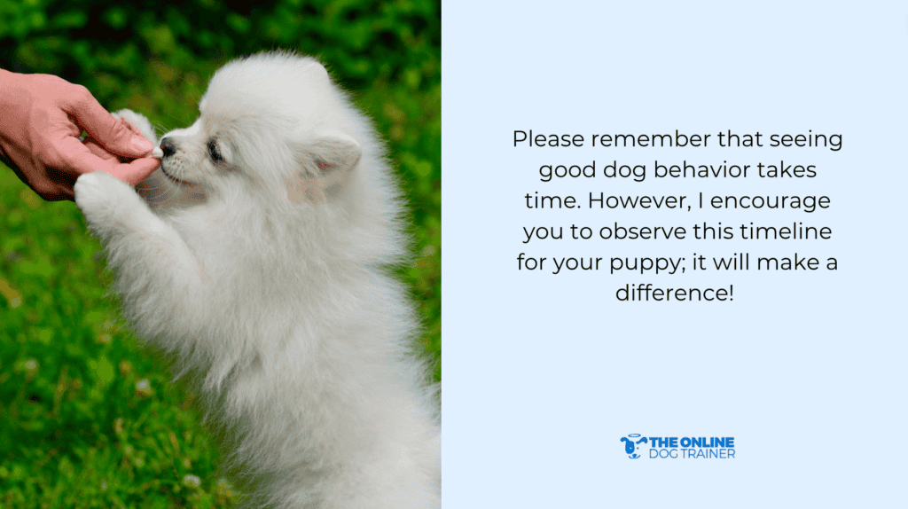 Puppy Training Tips: How to Set Your New Puppy Up for Success