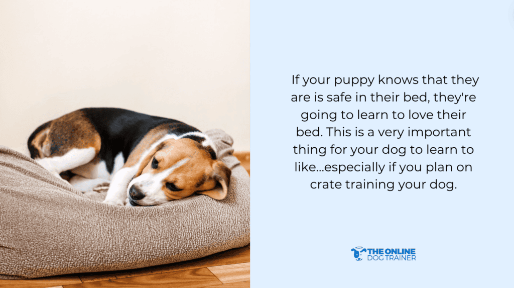 Puppy Training Tips: How to Set Your New Puppy Up for Success