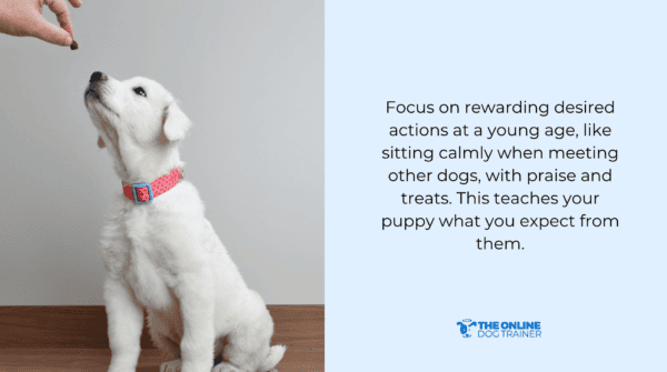 Puppy Training Tips: How to Set Your New Puppy Up for Success