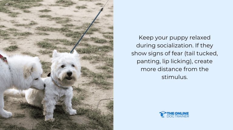 Puppy Training Tips: How to Set Your New Puppy Up for Success