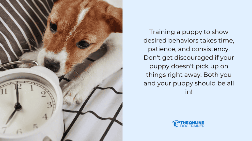 Puppy Training Tips: How to Set Your New Puppy Up for Success