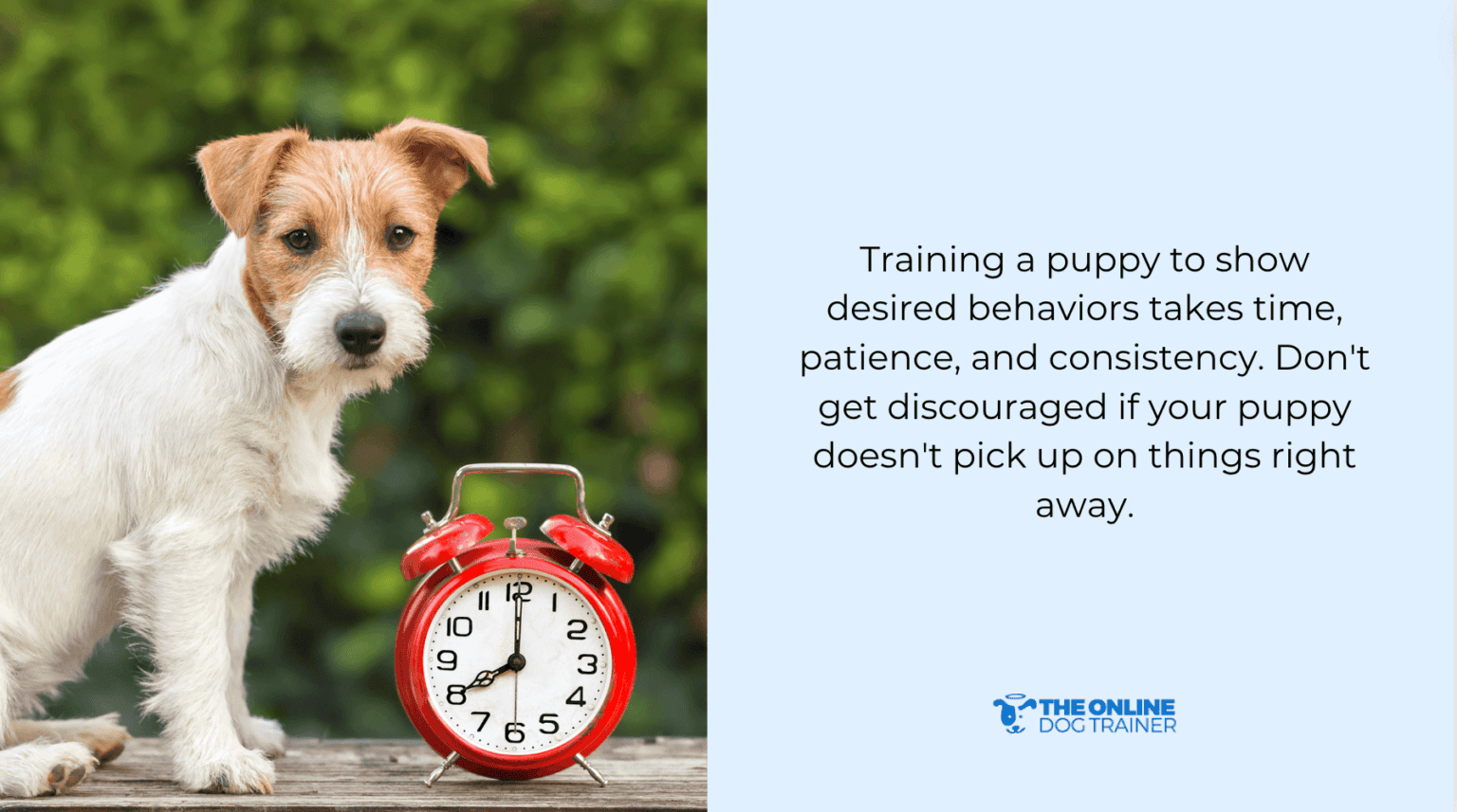 Puppy Training Tips: How to Set Your New Puppy Up for Success