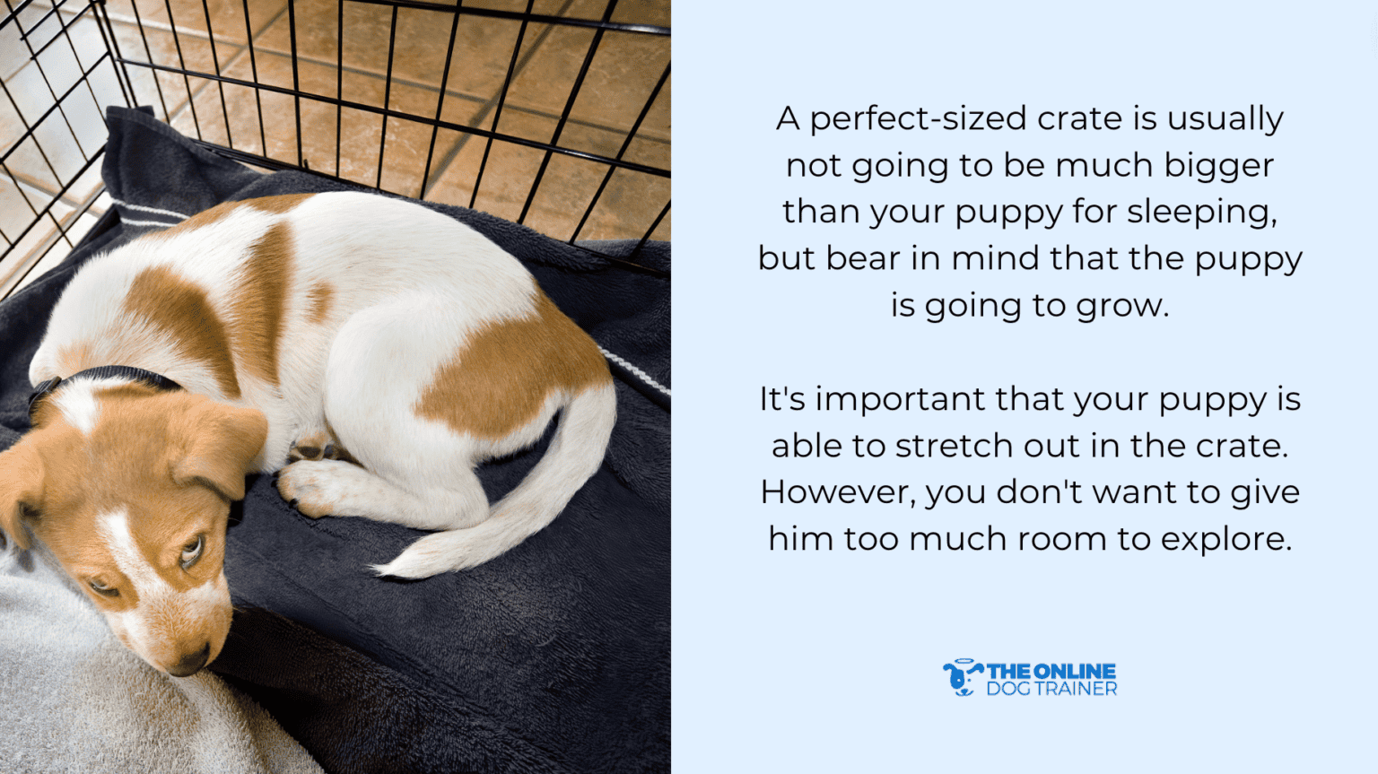Puppy Training Tips: How to Set Your New Puppy Up for Success