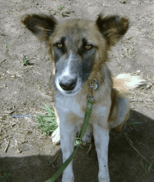 The Big Fix Uganda: Amazing Dog Names Inspired by Real Stories