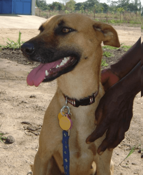 The Big Fix Uganda: Amazing Dog Names Inspired by Real Stories