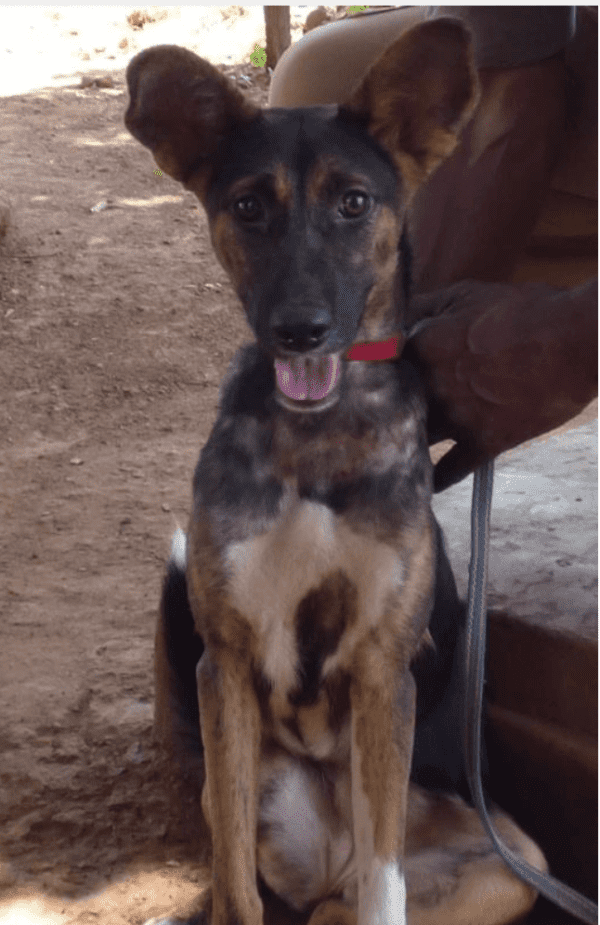 The Big Fix Uganda: Amazing Dog Names Inspired by Real Stories