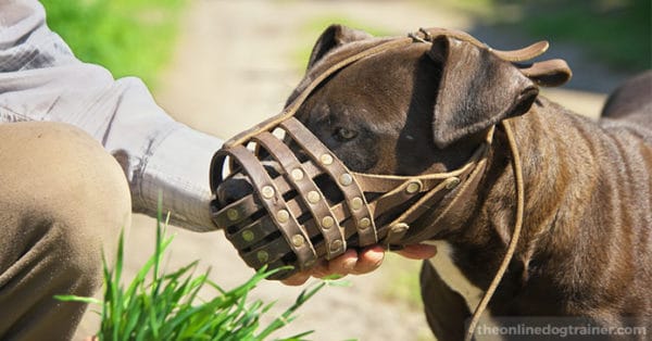 Doggy Dan’s Guide to Safe Muzzle Use for Dogs