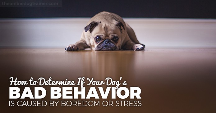 How to Determine If Your Dog’s Bad Behavior Is Caused by Boredom or Stress