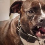 Should I Get Rid of My Dog? What to Do If Your Dog Bites - The Online ...