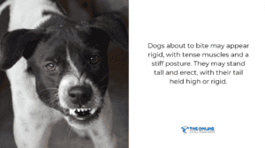 My Dog Bit Me: What to Do If Your Dog Bites - The Online Dog Trainer