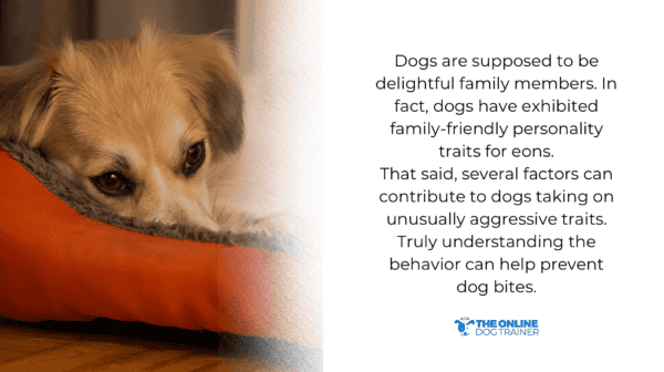 My Dog Bit Me: What to Do If Your Dog Bites - The Online Dog Trainer